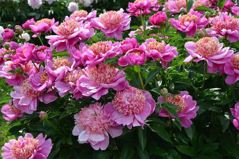 How to Plant Peonies from Seed: A Step-by-Step Guide