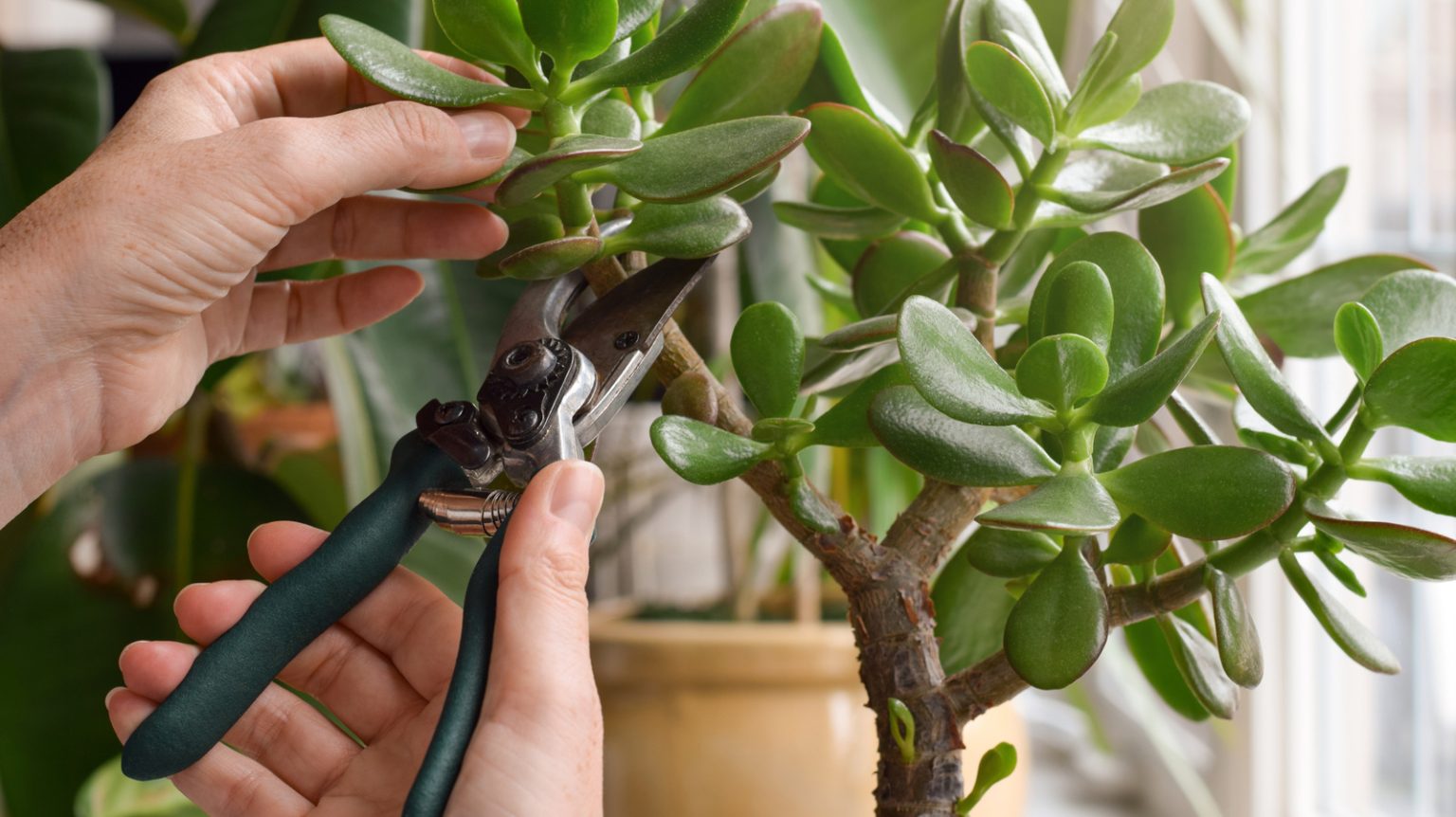 How to Grow Jade Plant from Cutting Successfully: Step-by-Step