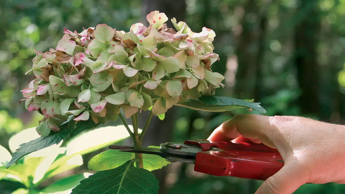 When Do You Cut Back Hydrangeas for Bigger, Healthier Blooms?